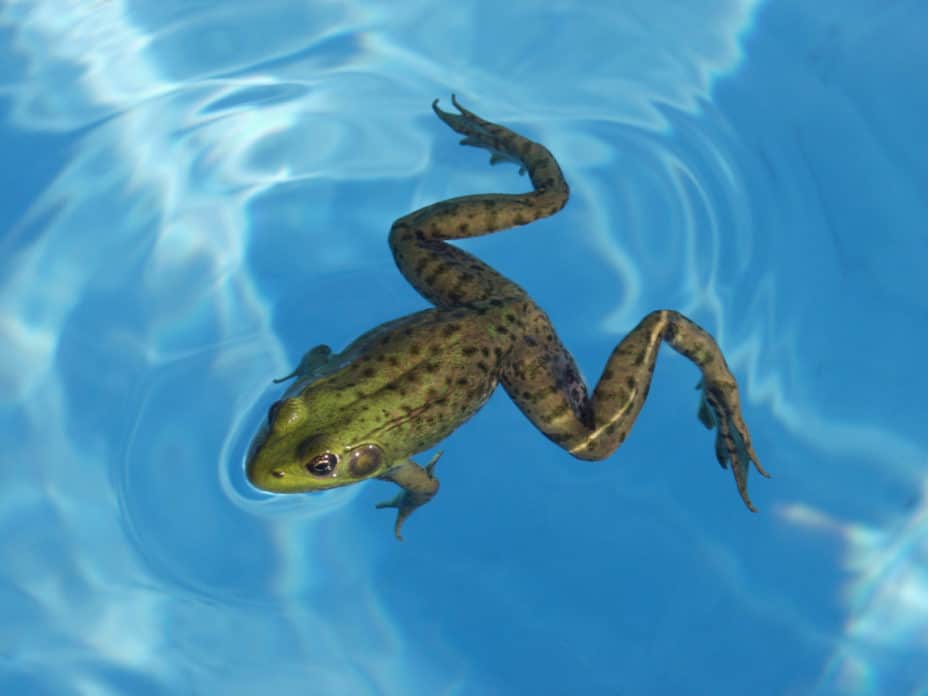 Do Swimming Pools Attract Rats and Other Pests? – Easy Clear Pool