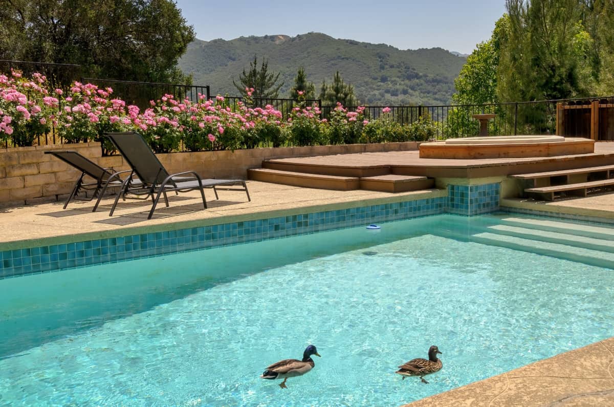 How To Prevent Birds From Pooping In Your Pool? – Easy Clear Pool